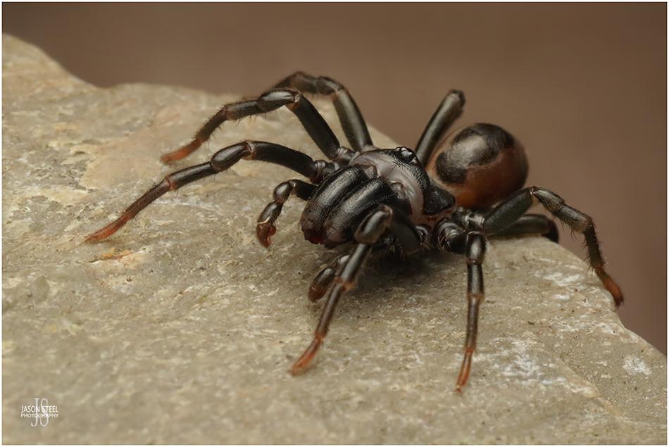 Purse Web Spiders